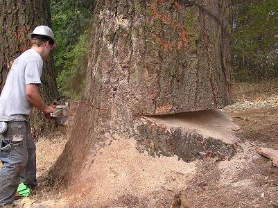 Logging & Removal | Hilltop Tree Service