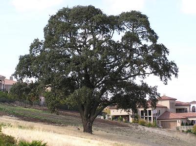 Hilltop Tree Service | Commercial, Residential, & Utility Tree Care ...